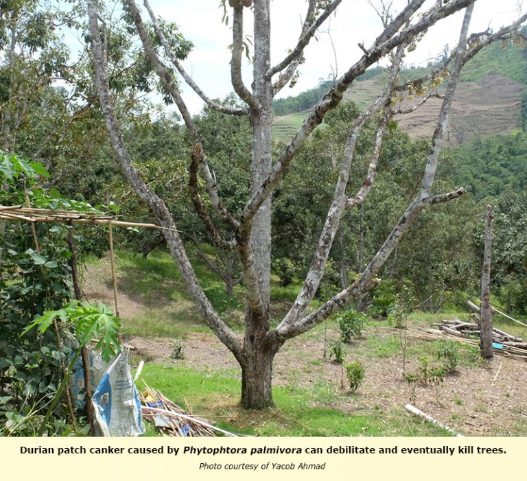 TECHNICAL OP-ED: Durian cultivation faces serious threat from disease ...