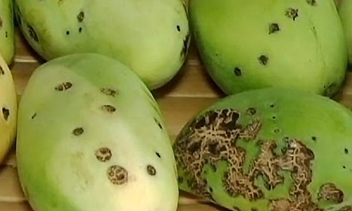 PHILIPPINES: ‘Kurikong’ disease threatens mango export – TFNet ...