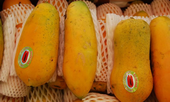 BANGLADESH: Papayas float above rising seas – TFNet – International ...