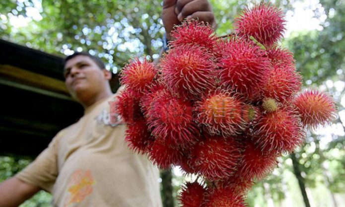 HONDURAS: Rambutan producers get ready to implement new strategies ...