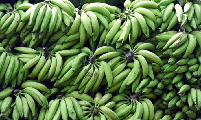 INDIA: ‘Nendran’ banana to sail to London market – TFNet ...
