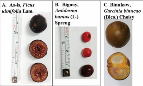 PHILIPPINES: UPLB researchers find indigenous fruits rich in ...