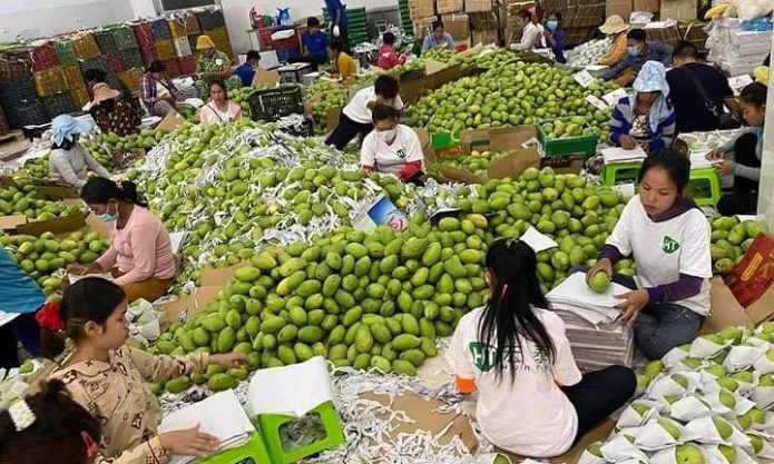 CAMBODIA: 2020 mango export earns $470 million – TFNet – International ...