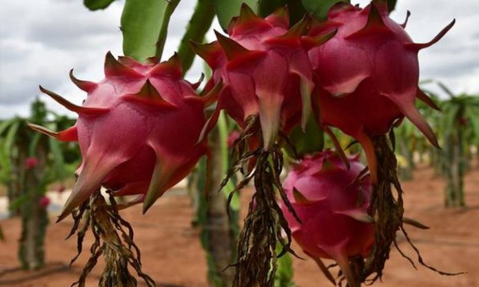 INDIA: Gujarat CM renames dragon fruit as ‘kamalam’, draws flak – TFNet ...