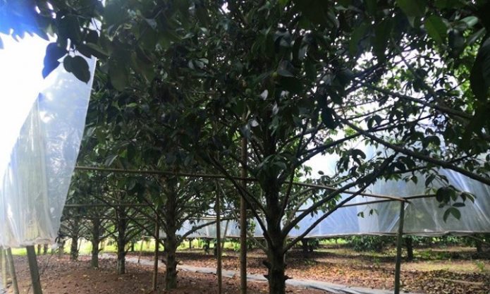PHILIPPINES: Mangosteen to become a fruit for all seasons – TFNet ...