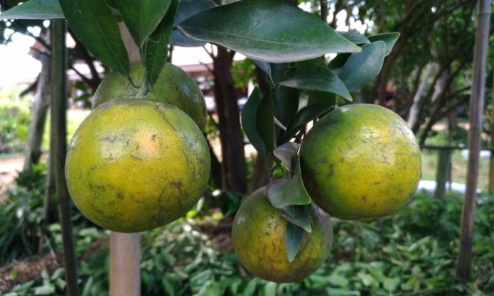 USA: Researchers find possible answer to citrus greening – TFNet ...