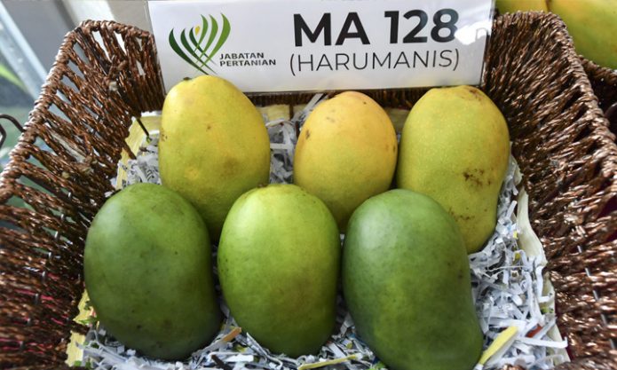 MALAYSIA: Harumanis mangoes record USD 5.4m in online sales – TFNet ...