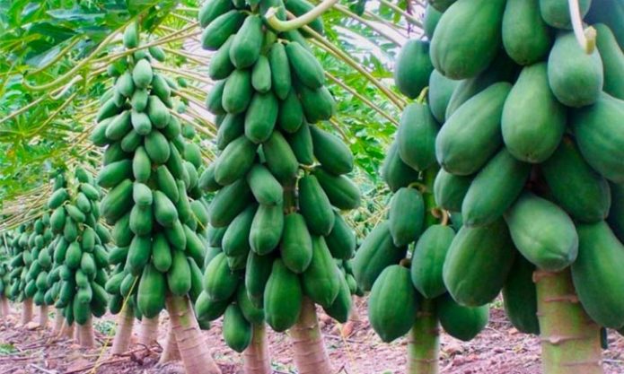 MEXICO: Papaya exports top the globe with 44% of the market – TFNet ...