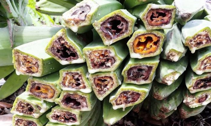 INFO: Disease That Makes Bananas Bleed Spreading Across Southeast Asia ...