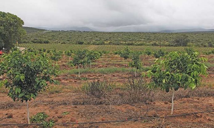 SOUTH AFRICA: New cultivar excels on historic citrus farm – TFNet ...