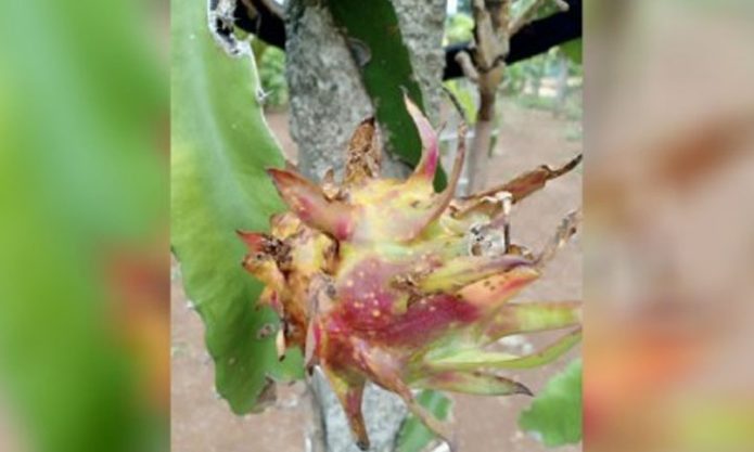 Philippines Pests Threaten Dragon Fruit Farms In Ilocos Norte Tfnet
