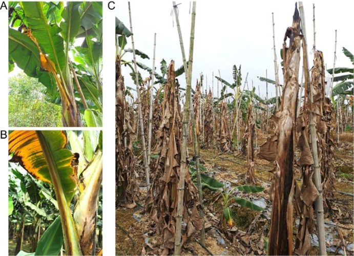 ADDRESSING THE THREAT OF BACTERIAL DISEASES OF BANANAS TO FOOD SECURITY ...