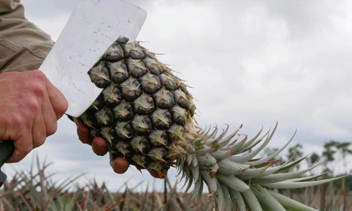 AUSTRALIA: Queensland pineapples rotting in field as consumers urged to ...