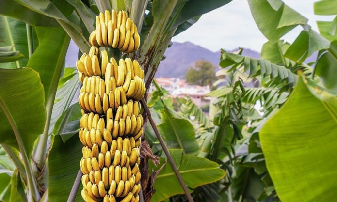 FAO: Banana industry struggling due to low production – TFNet ...