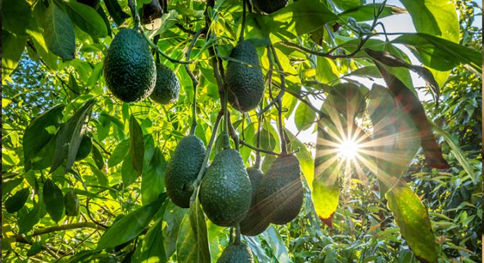 BRAZIL: Avocado production on the increase – TFNet – International ...