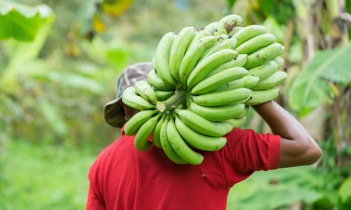 ECUADOR: Banana exports down at start of the year – TFNet ...