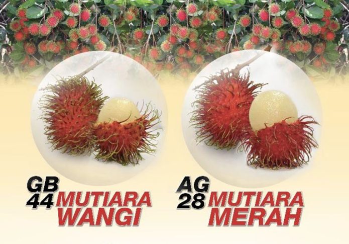 Challenges in developing rambutan as a popular and globally traded ...