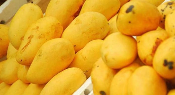 PHILIPPINES: Fresh mangoes to begin shipping to Australia – TFNet ...
