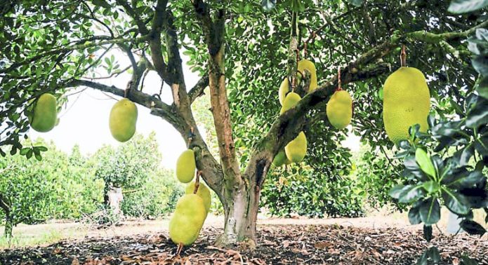 MALAYSIA: Jackfruit in demand – TFNet – International Tropical Fruits ...