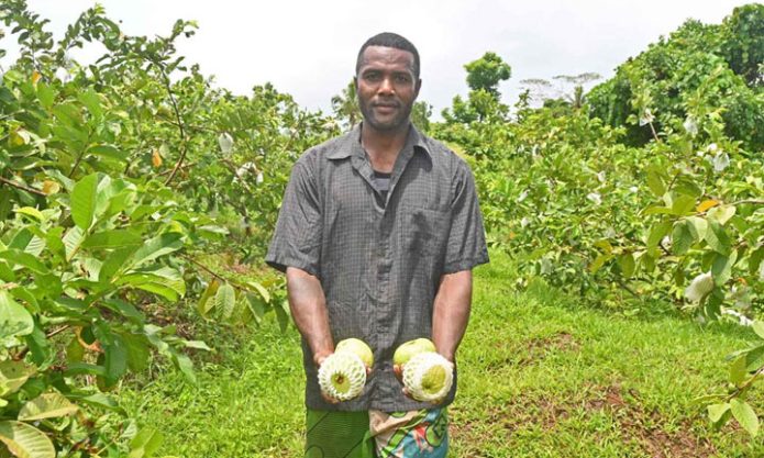 FIJI: Tabualevu thrives in guava business – TFNet – International ...