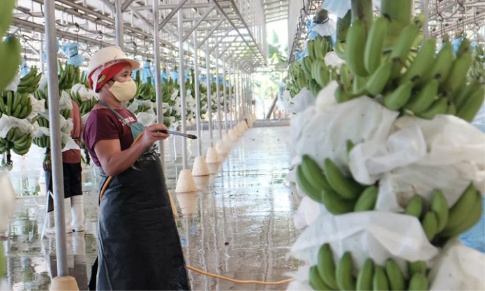 PHILIPPINES: Safety dialogue empowers small-scale banana farmers ...