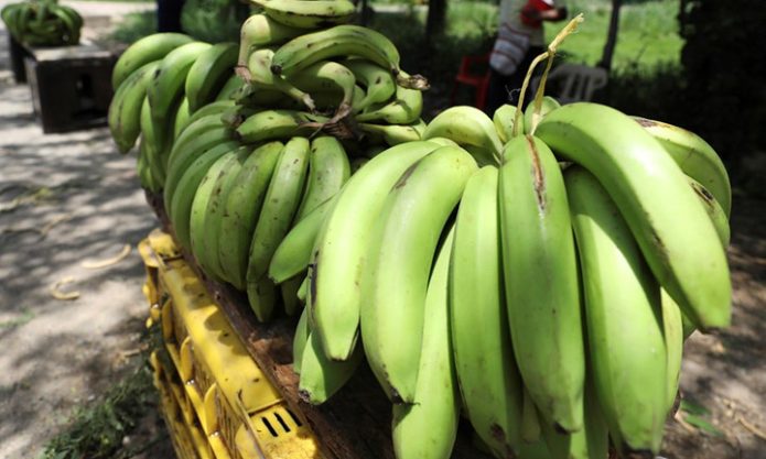 COLOMBIA: Banana exports to bounce back – TFNet – International ...