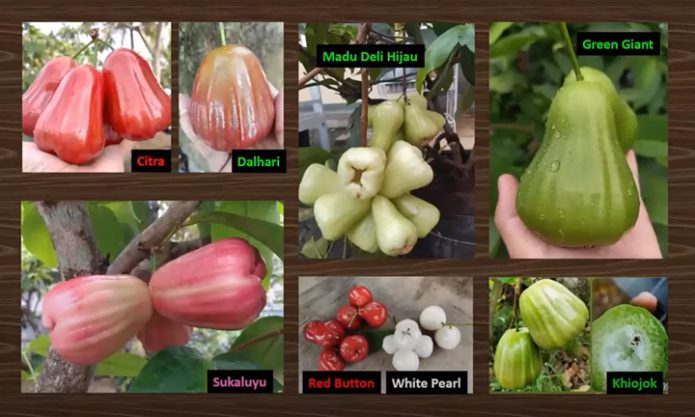 Wax / rose apple shows promise with selected varieties, focused ...