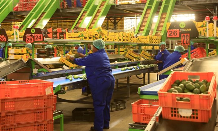 CHINA: Avocados carry significant story of cooperation with South ...